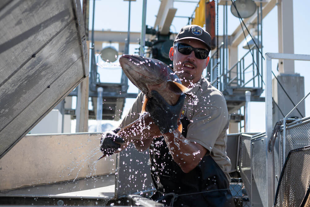 One recovery effort, two strains of fish. The complex comeback of ...
